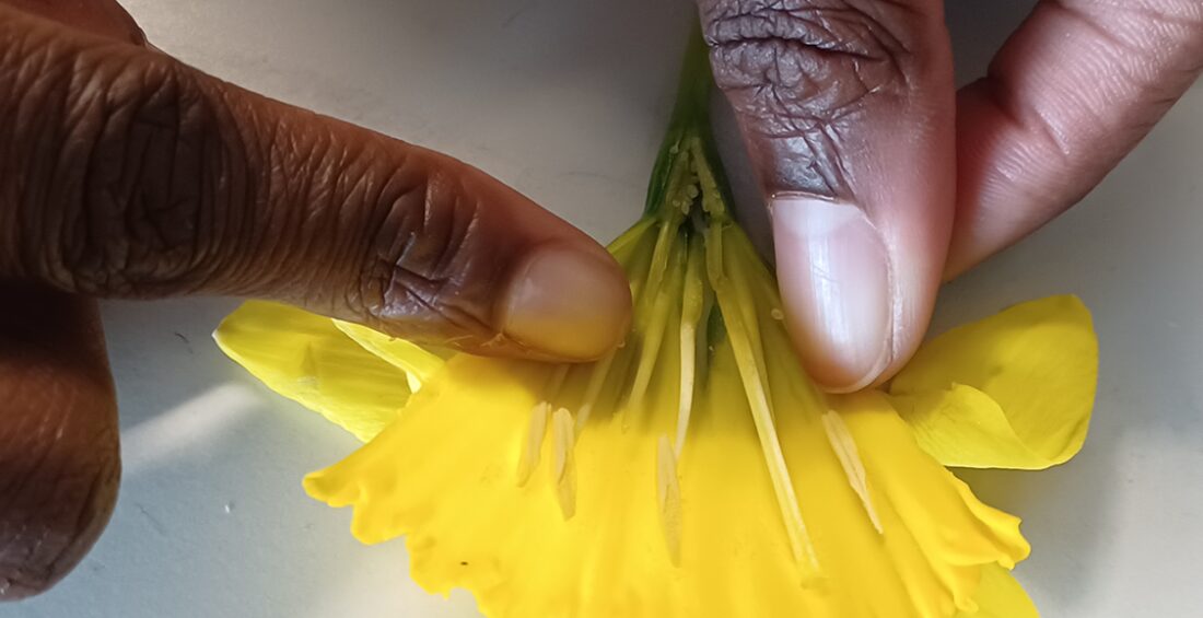 Dissecting Daffodils! - Millbay Academy